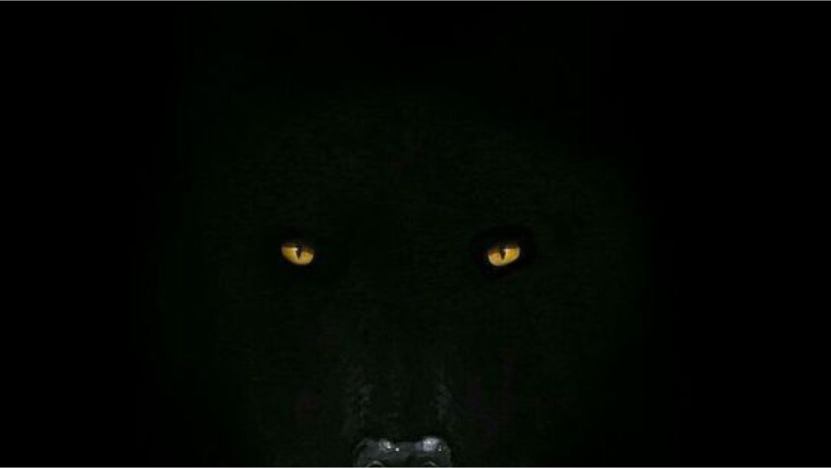 Haunting Howls of Hanabari – Weekend Stories by Trishikh